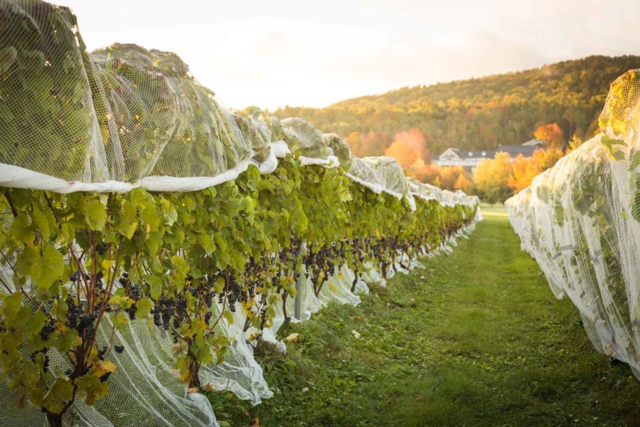 Visit - Cellardoor Winery