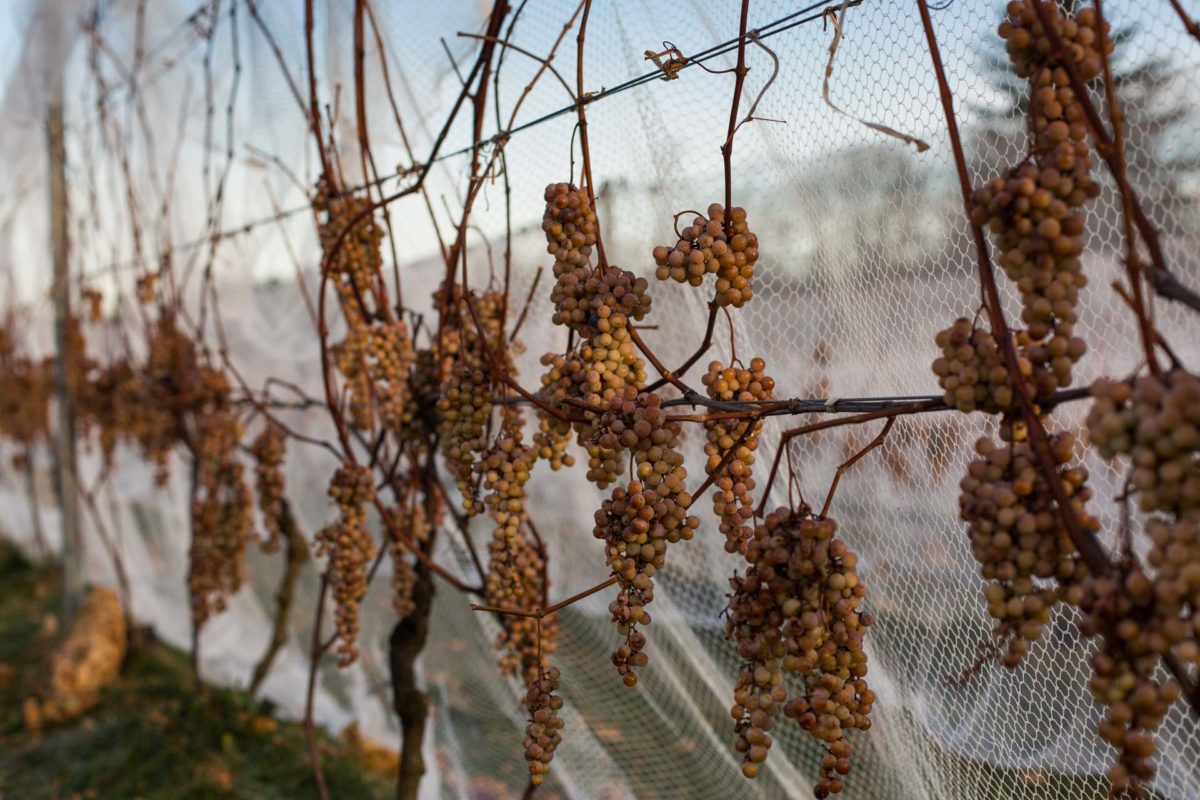 Vineyard - Cellardoor Winery
